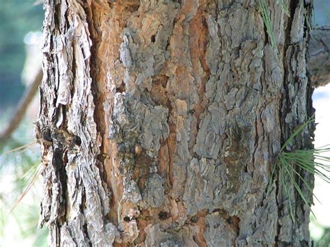 Shortleaf Pine Native Tree With Edible Uses