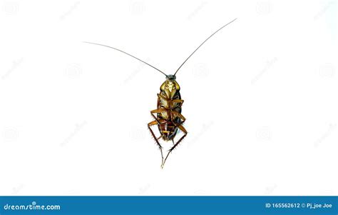 Cockroaches Isolated On White Background High Resolution Cockroach