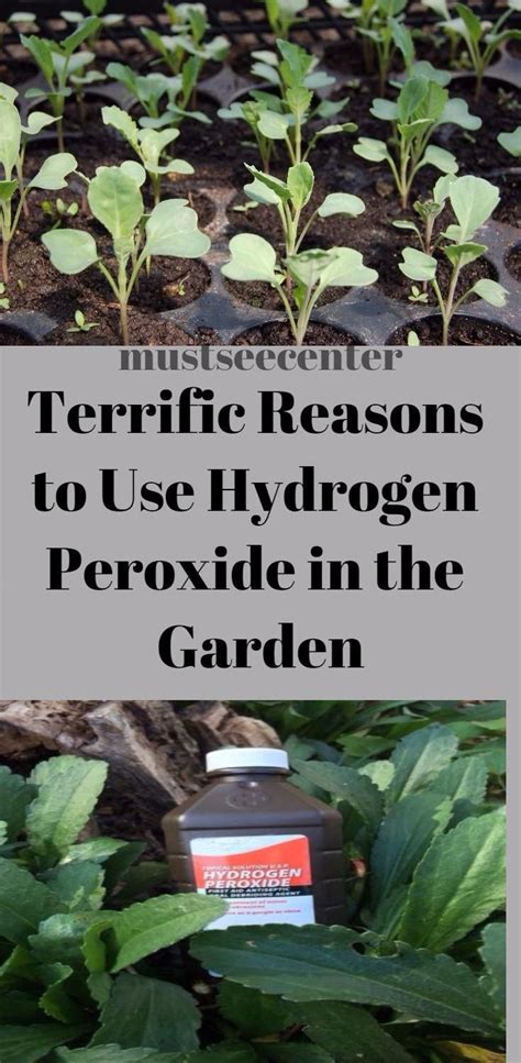 Seedlings Hydrogen Peroxide Garden Plant