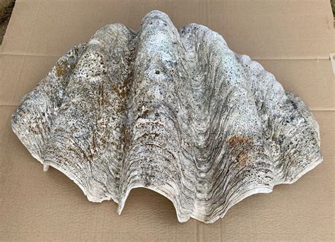 Rare Fossilised Giant Clam Rare Giant 1 Meter Length Natural