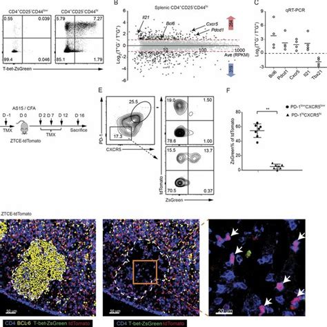 Cd28 But Not Icos Regulates Early Key Events Of Tfh Cell Download