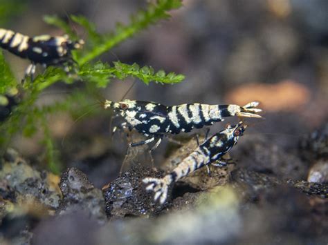 Black Galaxy Pinto Shrimp A Grade Aquatic Arts On Sale Today For