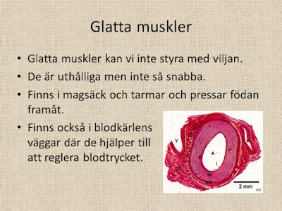 Mattedaniel 08 Oden1 Hud Skelett Och Muskler