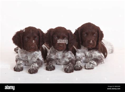 Small Munsterlander Puppies 7 Weeks Kleiner Münsterländer Stock