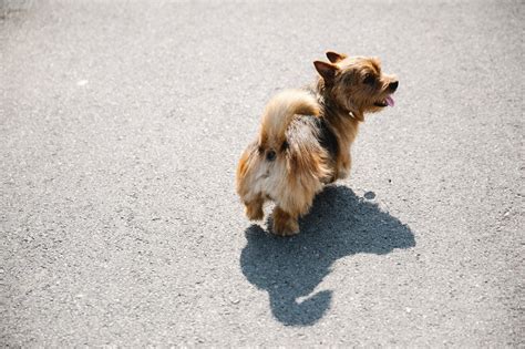 Why Does My Dog Walk Sideways Tips For Pet Owners