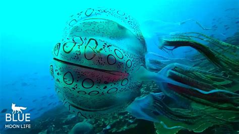 The Chirodectes An Incredibly Rare Genus Of Box Jellyfish Adafruit