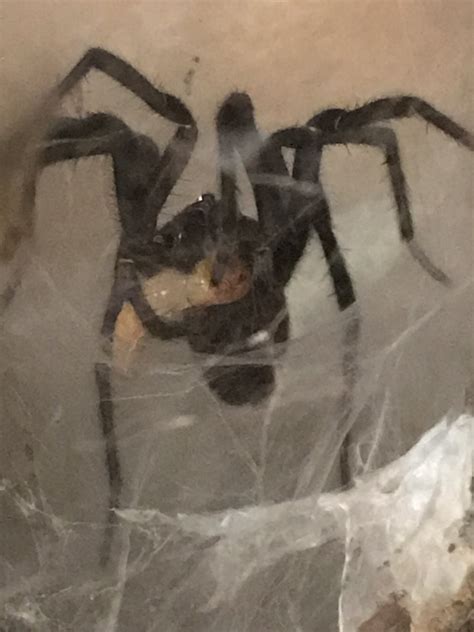 Linothele Megatheloides Arachnoboards