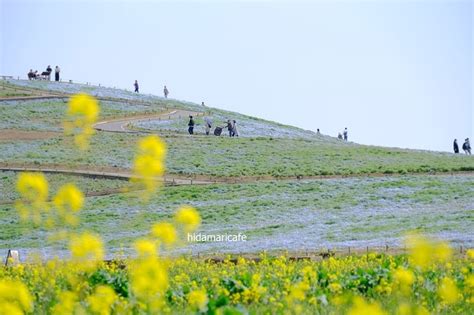 春昼 陽だまりcafe
