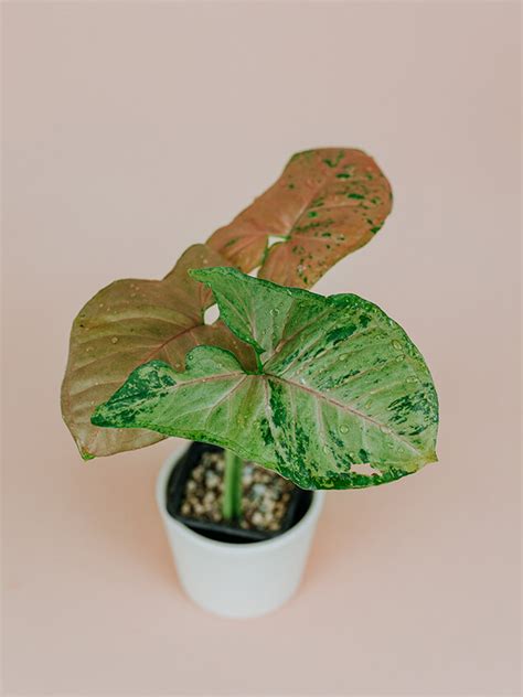Syngonium pink flecked - Rośliny Kolekcjonerskie Roar Plants