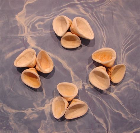 Seashells 12 White Ridged Orange Clam Sea Shells 1 1 2 To 2 From