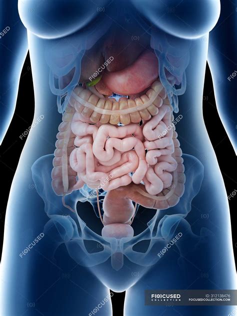 Female Abdominal Organs Midsection Digital Illustration Sigmoid