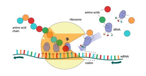 What Is RNA A Guide To RNA And Its Subtypes Gowing Life