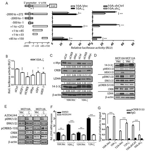 Upregulation Of Lactate Dehydrogenase A By 14 3 3ζ Leads To Increased