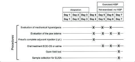 Schematic Experimental Protocol Of The Study Download Scientific Diagram