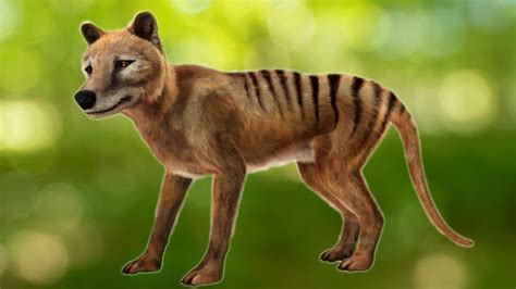 Thylacine Color A Weighty Issue The Tall Tale Of The Tasmanian Tiger