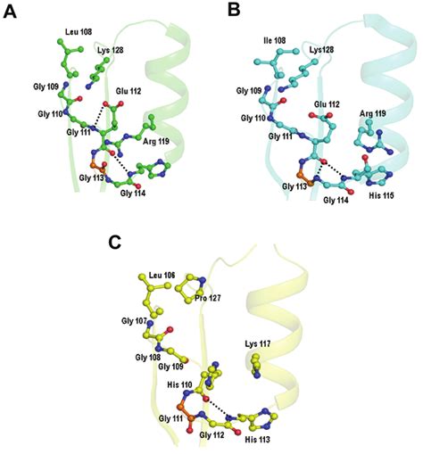 The Conformation And Stability Of One Of The Sides Of The Download