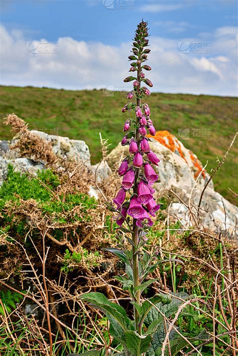 紫毛地黄 洋地黄 蜥蜴半岛康沃尔英格兰英国