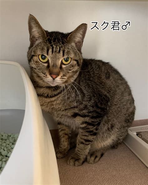 スク♂ 【おうち決定！】 町田ねこの会🐈