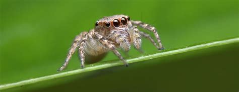Are Jumping Spiders Poisonous Moxie Pest Control