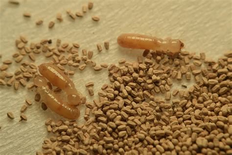 How To Identify Termites And Dryrot Woodwise Termite Southern