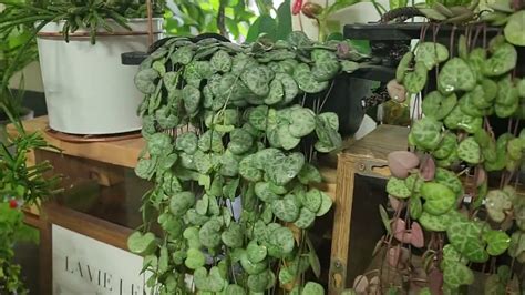 관리가쉬운멋진식물3종류립살리스프라카룸러브체인아스파라거스물주기계절별관리 Youtube