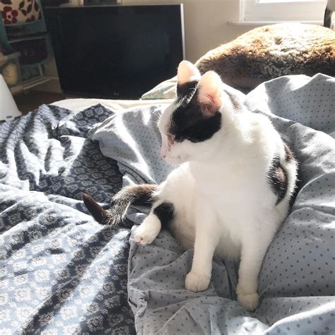 Frankienbenny Kittys Added A Frankienbenny Kittys