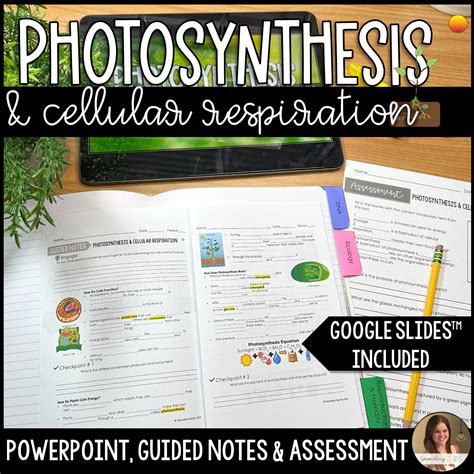 Photosynthesis And Cellular Respiration Lesson Guided Notes And