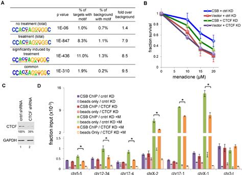 Ctcf Collaborates With Csb In Response To Oxidative Stress A Motif