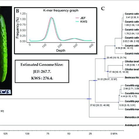 summary of the sequencing a cucumber fruits of the varieties download scientific diagram