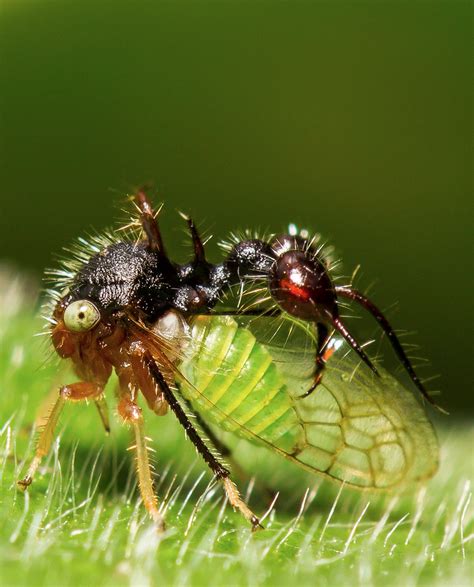 Crooked Beak Workshop What Is Itan Ant Mimicking Treehopper Cyphonia
