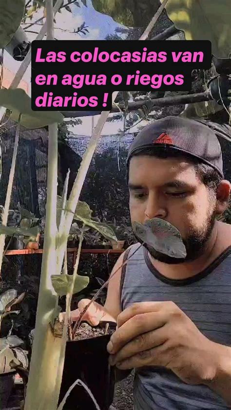Las Colocasias Van En Agua O Riegos Diarios Riego Agua Diario