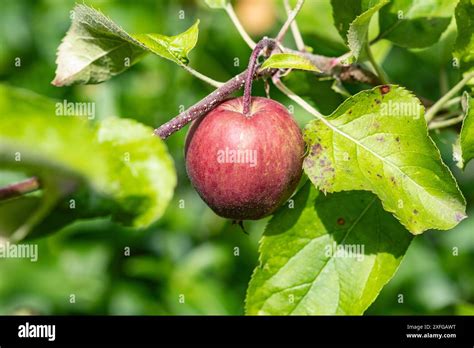 Ein Roter Apfel Reift An Einem Baum In Aachen Am 29 Juni 2024 Germany