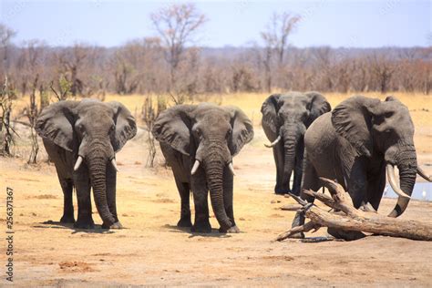 Four Elephants Facing Forward With A Natural Bush And Plains Background