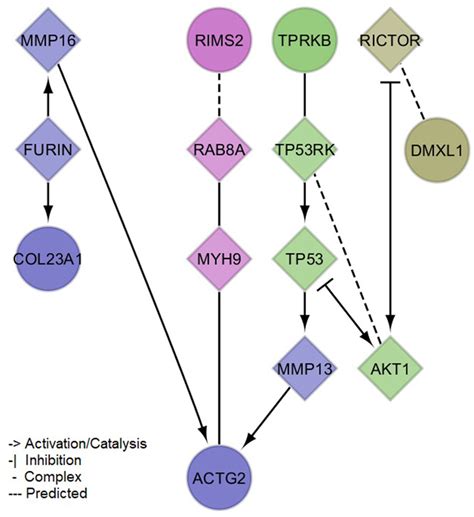 protein protein interaction network of mapped and brain expression
