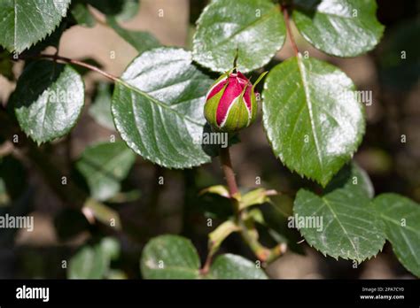 Red Rose Bud New Rose Bud Young Graceful Spray Rose A Small Bud Of A