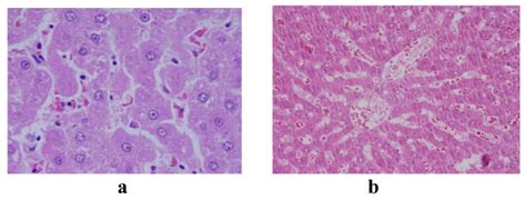 Gnps Treated Rat A Gnps Treated Rat Received 50 μl Of 10 Nm