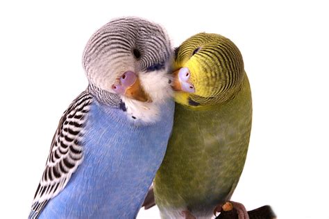 Normal Budgie Behaviour Budgie Behaviour Budgies Guide Omlet Uk
