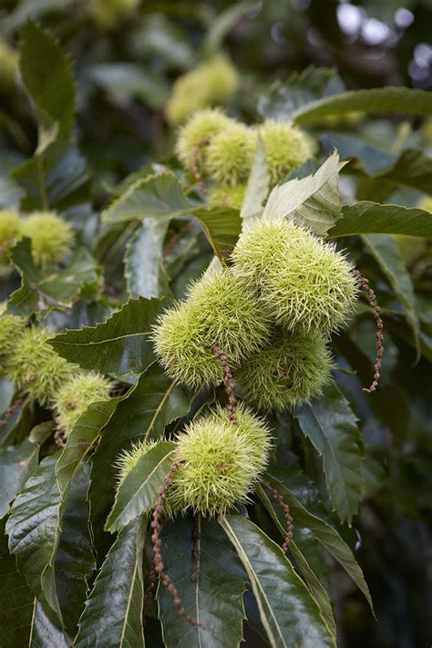 How To Identify A Sweet Chestnut Tree At Nicholas Rojas Blog