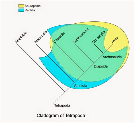 We Are Fishes A Chordate Blog Reptilia Sauropsida Diapsida Sauria