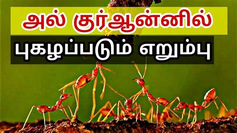 அல் குர்ஆன்னில் புகழப்படும் எறும்பு Tamilbayan Youtube