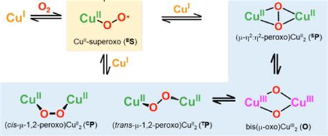 Laser Induced Dynamics Of Peroxo Dicopper Ii Complexes Vary With Ligand Architecture One