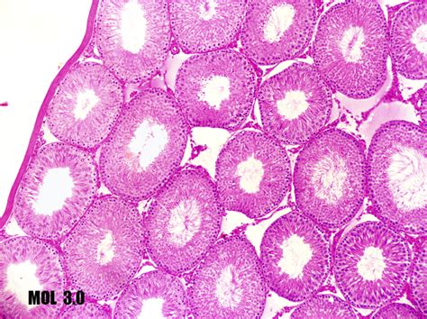 21 1 Aparelho Reprodutor Masculino HISTOLOGIA