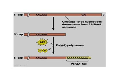 Post Transcriptional Modification