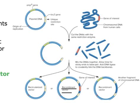 Manipulating Dna Flashcards Quizlet Manipulating Dna Flashcards Quizlet