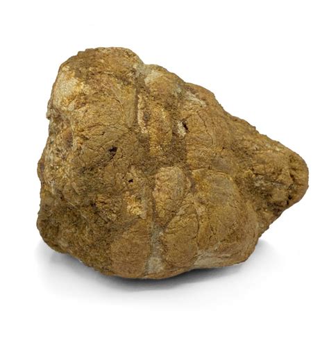 Fossils For Sale Fossils Rare Cretaceous Dinosaur Poo From