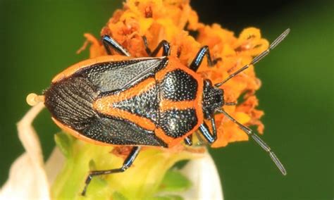 26 Types Of Stink Bugs You Should Know Epic Gardening
