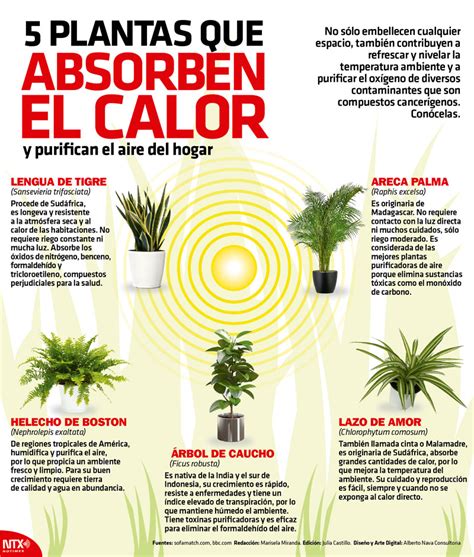Hoy Tamaulipas Infografía 5 Plantas Que Absorben El Calor Y