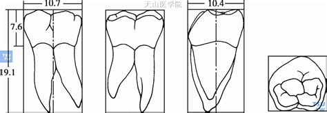 【附图】 牙体解剖：前牙、前磨牙、磨牙 口腔医学 天山医学院