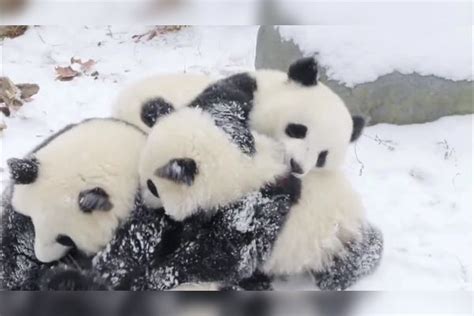 大熊猫团团们打雪仗全过程可可爱爱真像糯米团子