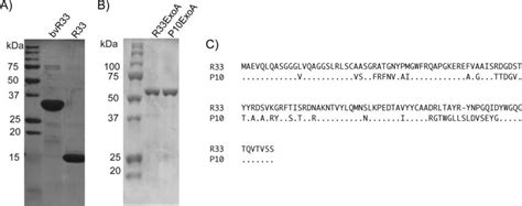Purification Of Vhh And Immunotoxins And Comparison Of Sequences From